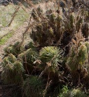 Poodle-Dog Bush warning! - Pacific Crest Trail Association