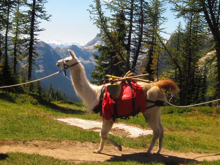 Volunteers in the Pacific Northwest bring llamas and miss their hot ...