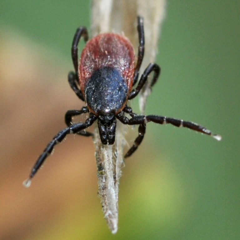 Staying tick free on the PCT - Pacific Crest Trail Association