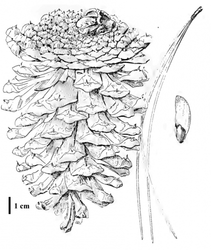 Mini guide: Notable trees in the Sierra along the PCT - Pacific Crest ...