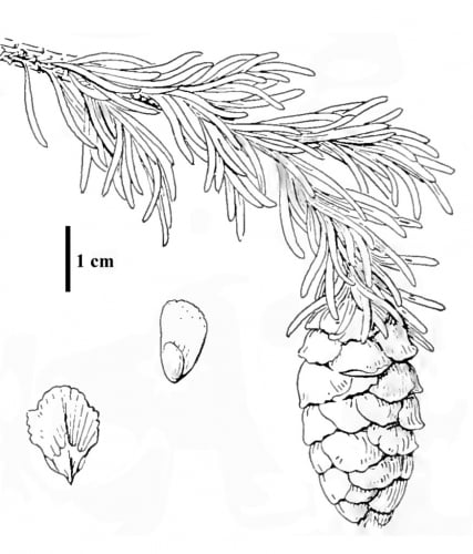 Mini guide: Notable trees in the Sierra along the PCT - Pacific Crest ...