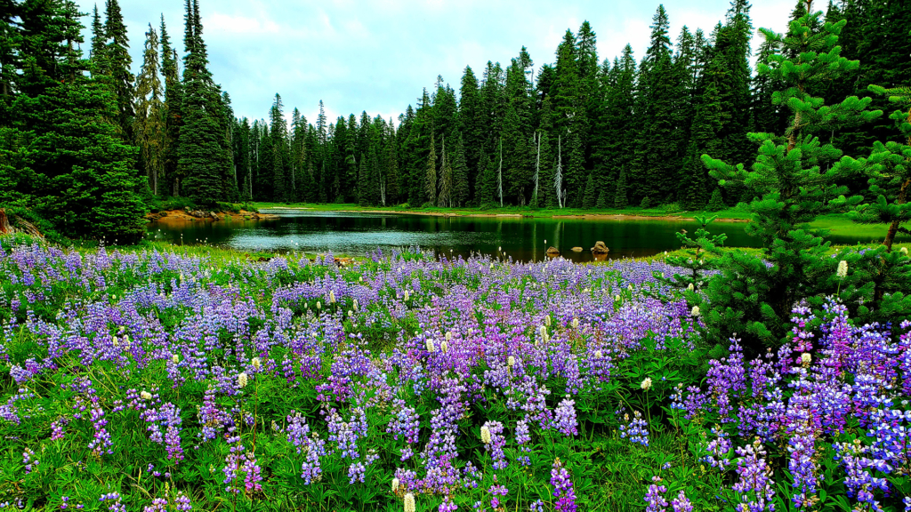 Congrats to the 2021 PCTA Photo Contest Winners - Pacific Crest Trail ...