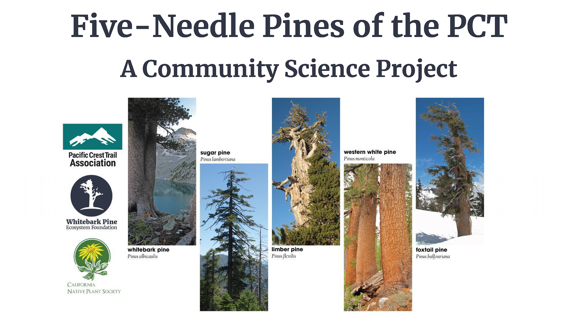 Watch the "Five-Needle Pines Along the Pacific Crest Trail" kickoff ...