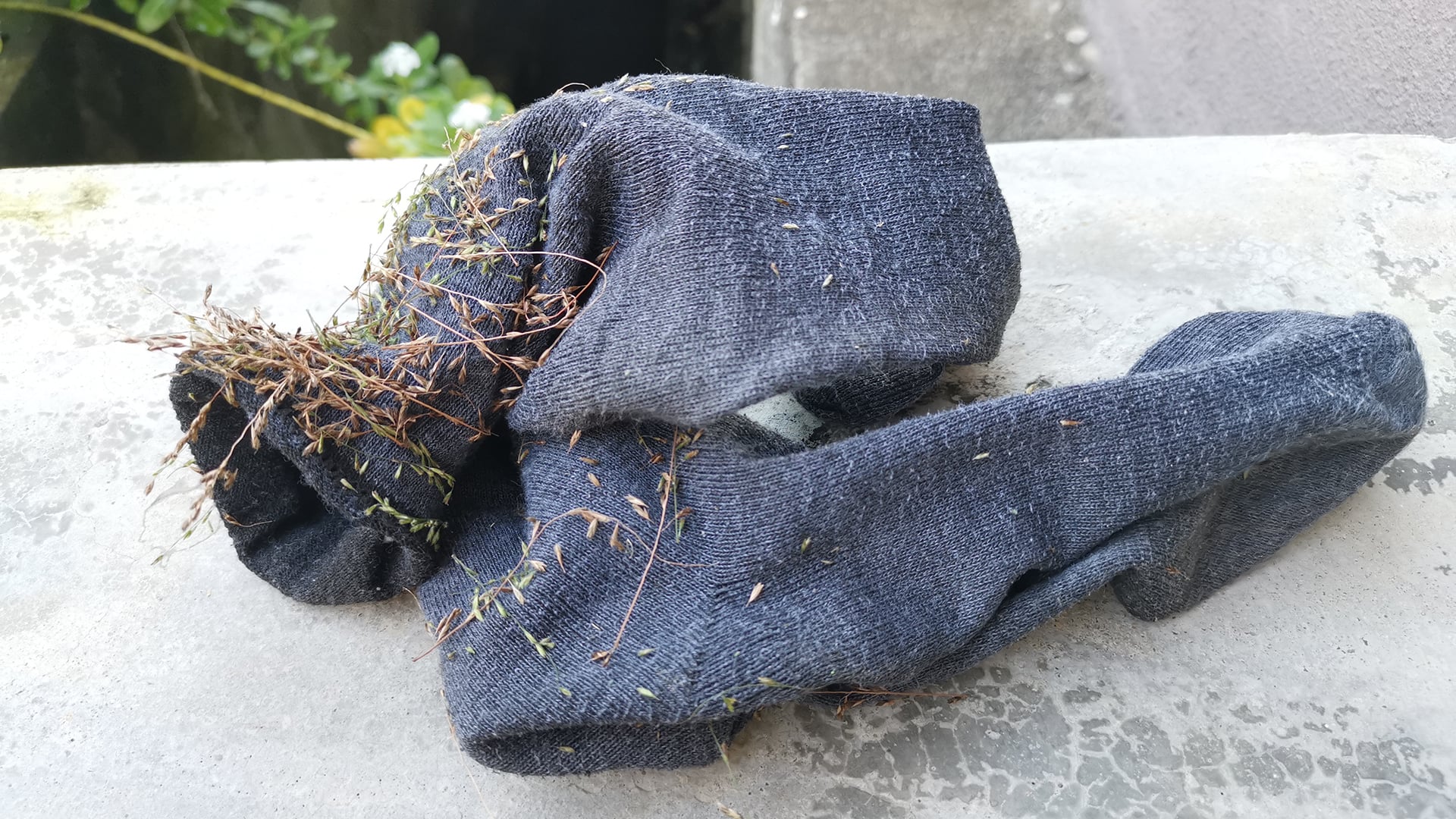 Those seeds clinging to your hiking socks may be from invasive plants ...