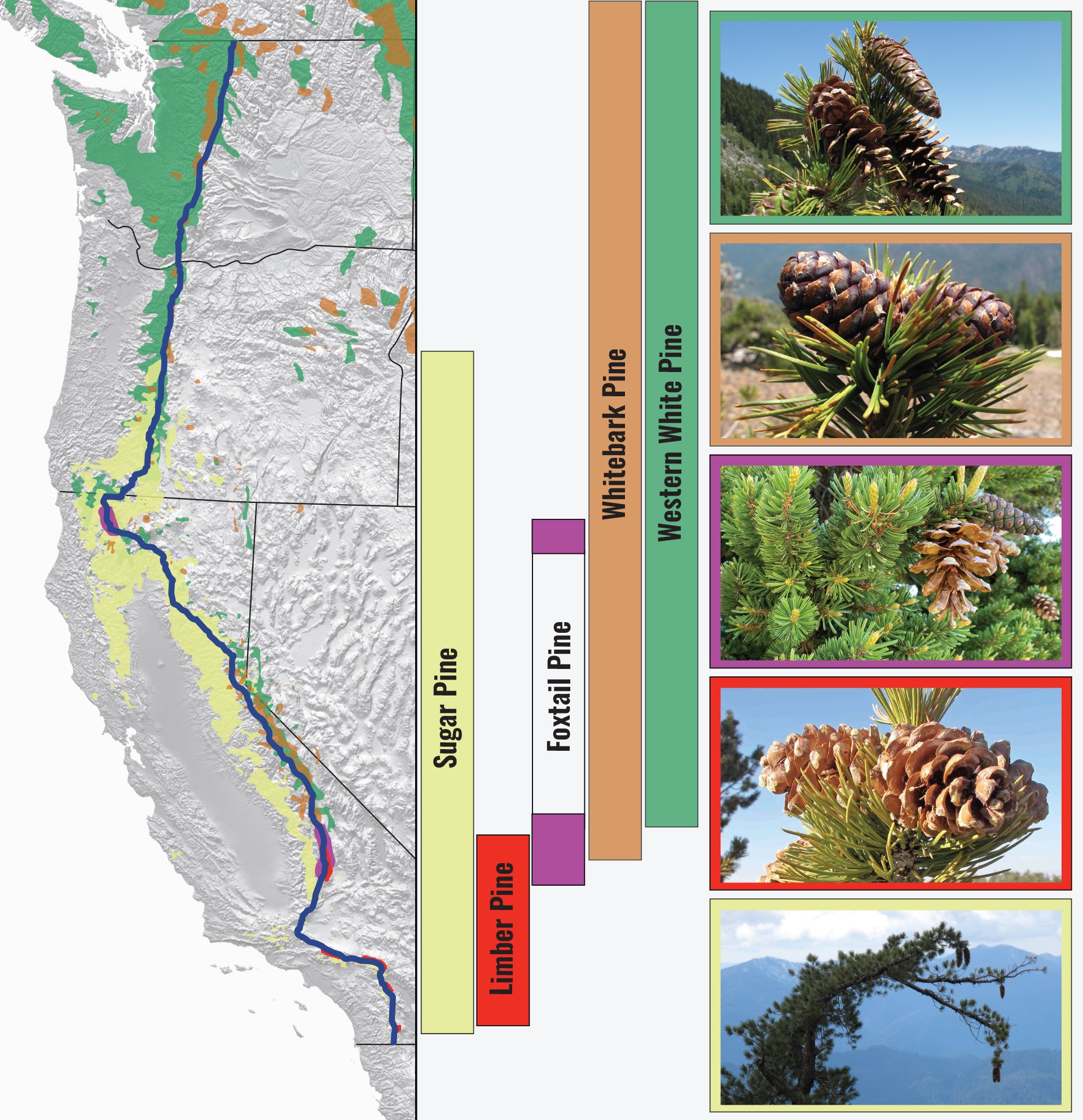 Magnificent Five-Needle Pines: Join a PCT Community Science Project ...