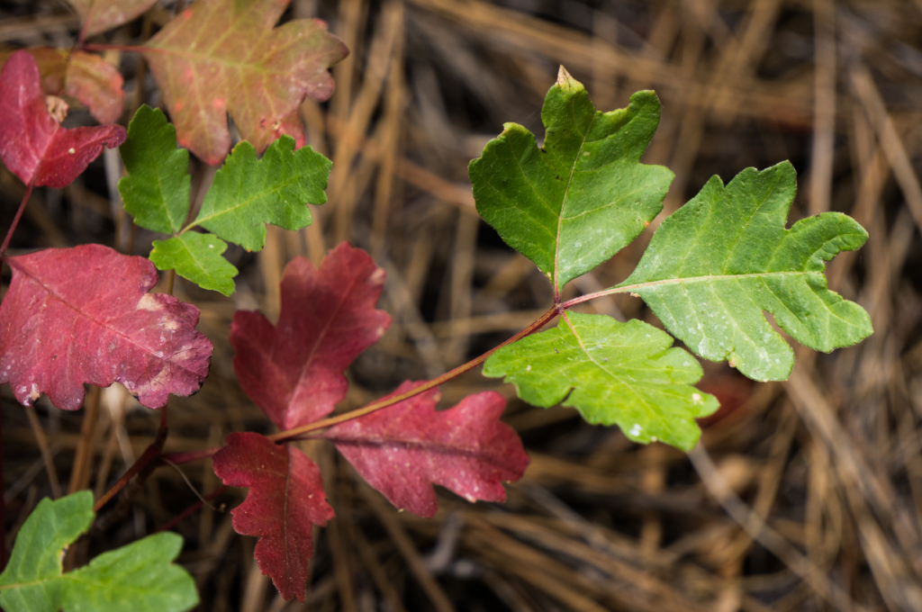 Itching to go Hiking – First Let’s Have a Talk About Poison Oak ...