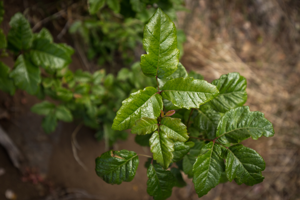 Itching to go Hiking – First Let’s Have a Talk About Poison Oak ...